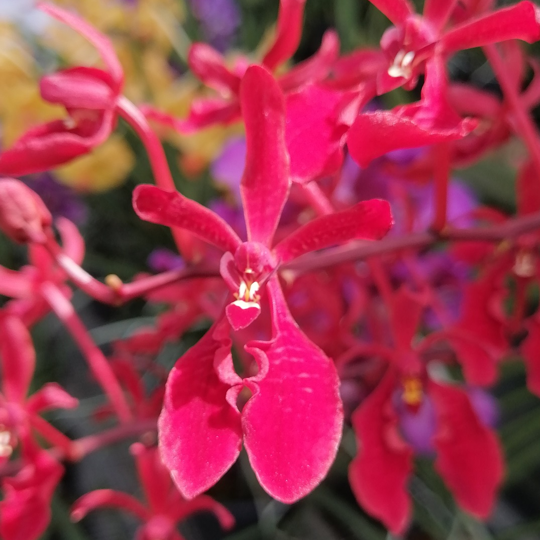 Renanthera Orchid Seedling Plant-Red 火焰兰 花苗 Anak Pokok Orkid. | Lazada