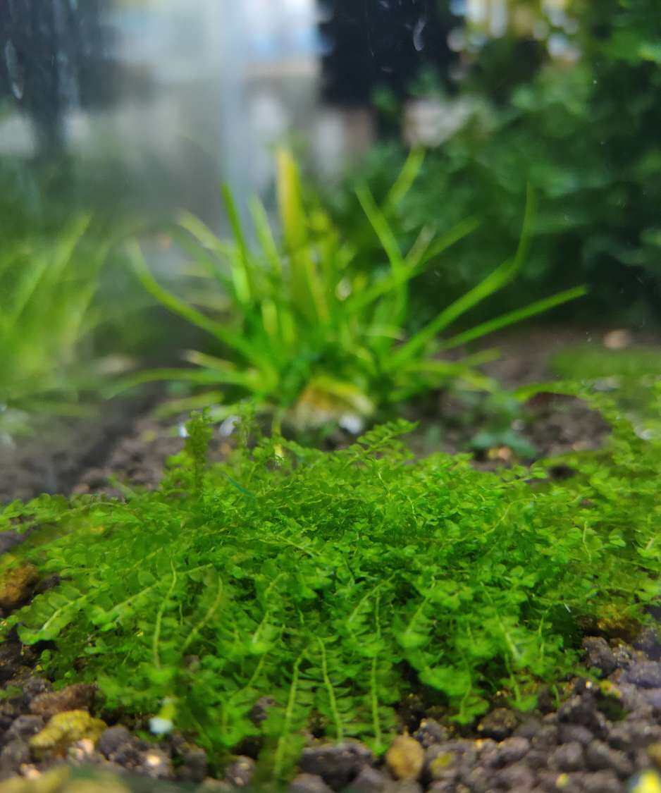 Pearl Moss Plagiomnium Affine Aquatic Moss 4x4cm | Lazada
