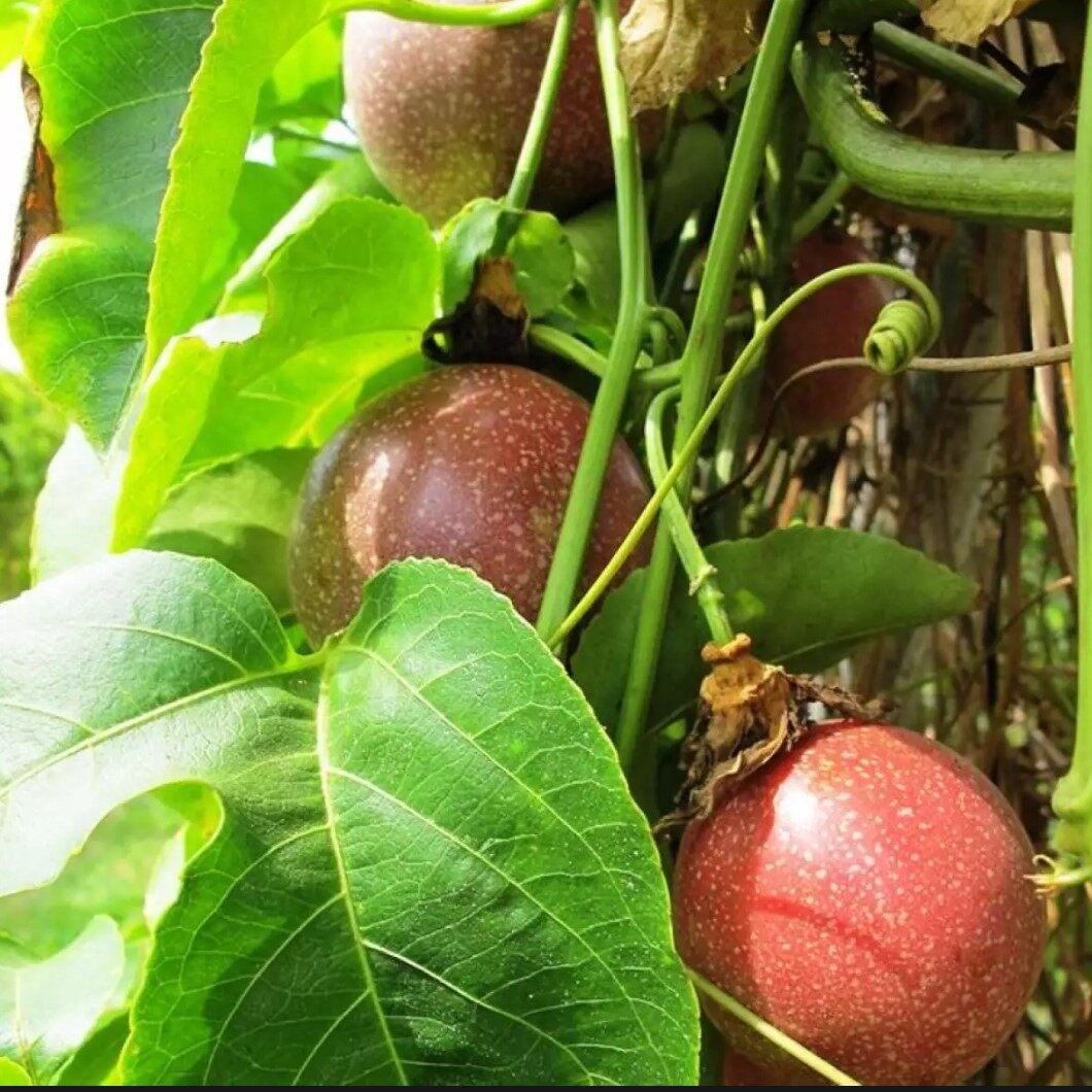 PROMOSI-ANAK POKOK MARKISA / PASSION FRUIT PLANT ( +- 10 INCHES) | Lazada