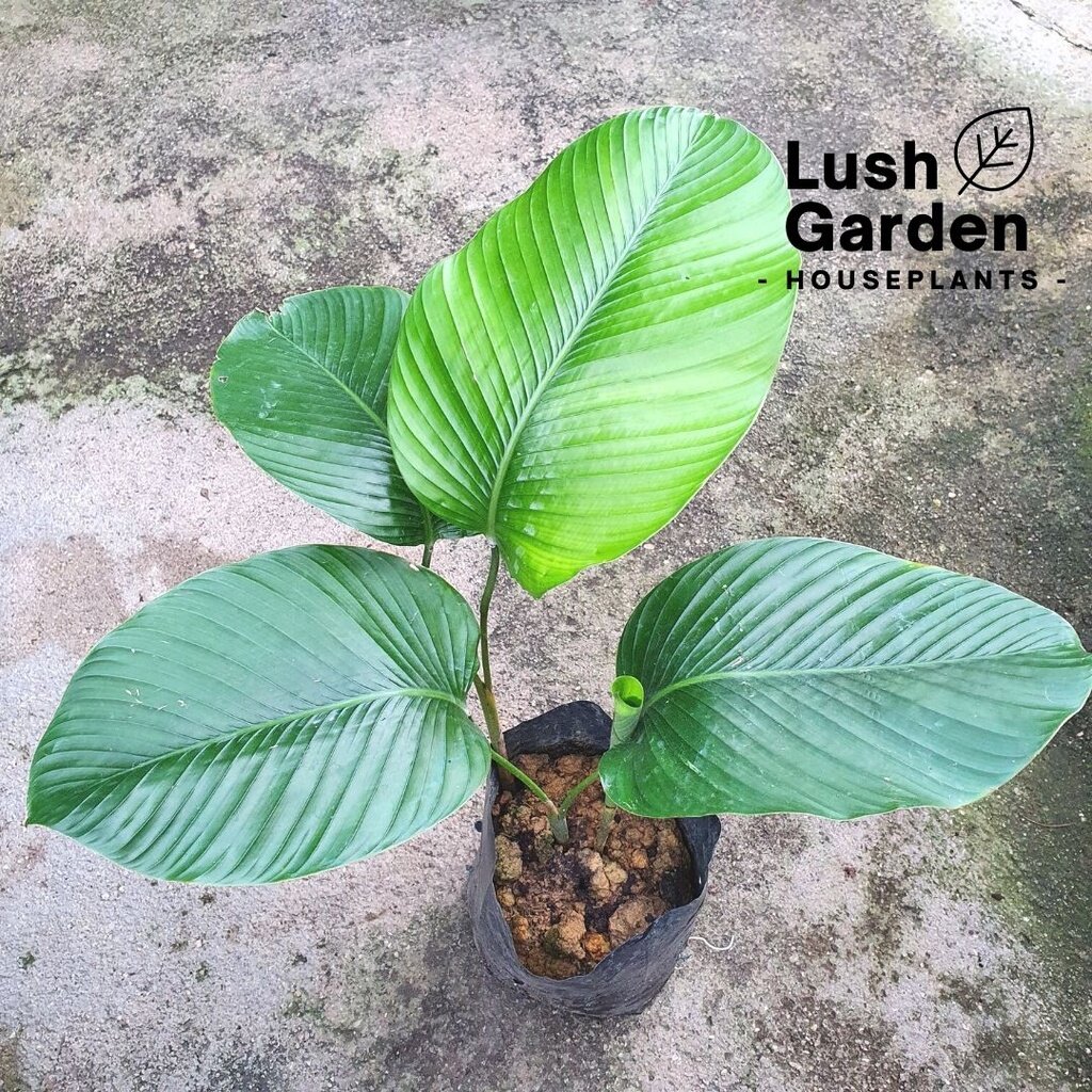 Thaumatococcus Daniellii/Sweet Prayer Plant/西非竹竽 Outdoor Live Plant ...