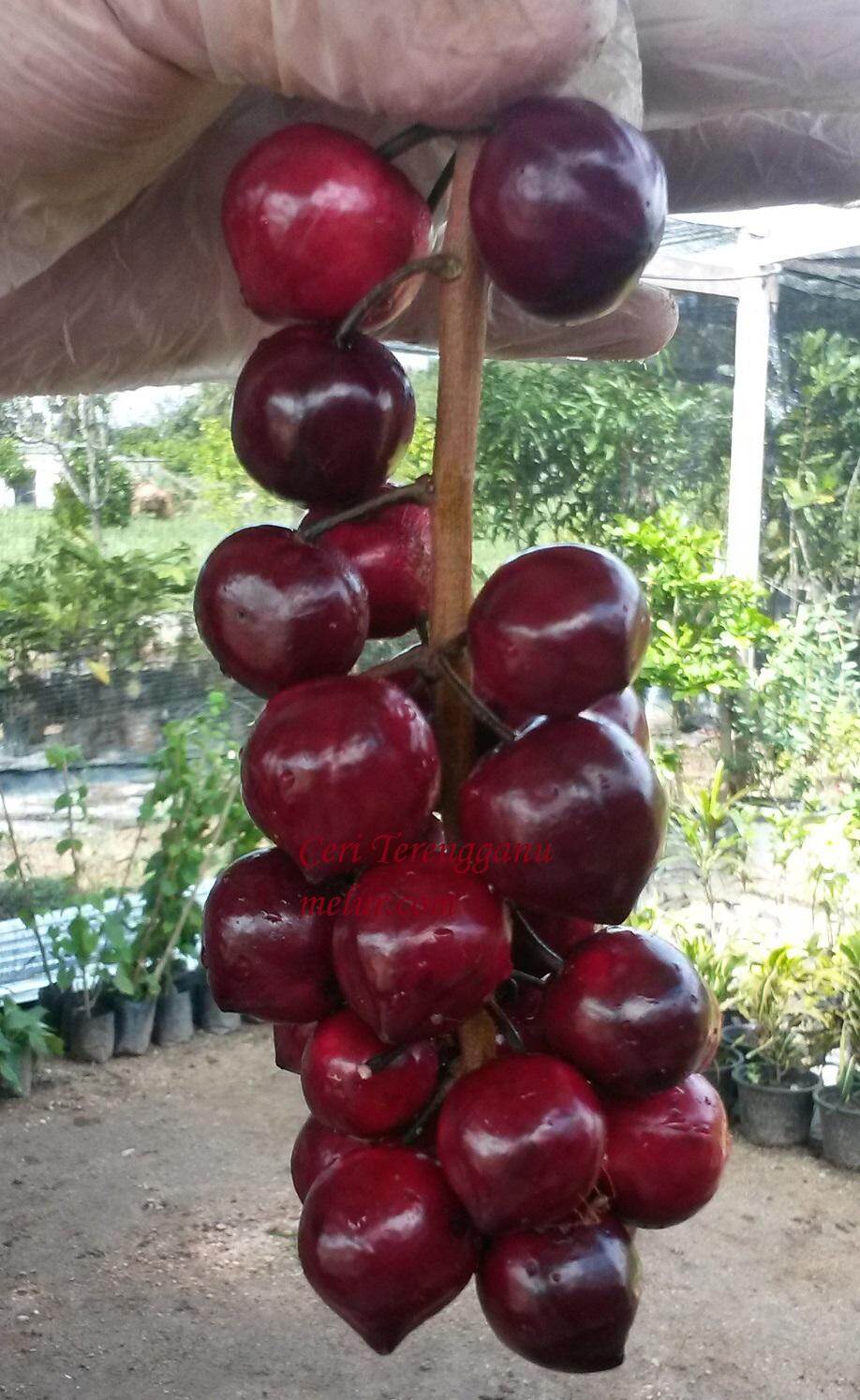 MDC- Ceri terengganu Anak Pokok Tanaman Benih Garden Seed Seeds | Lazada