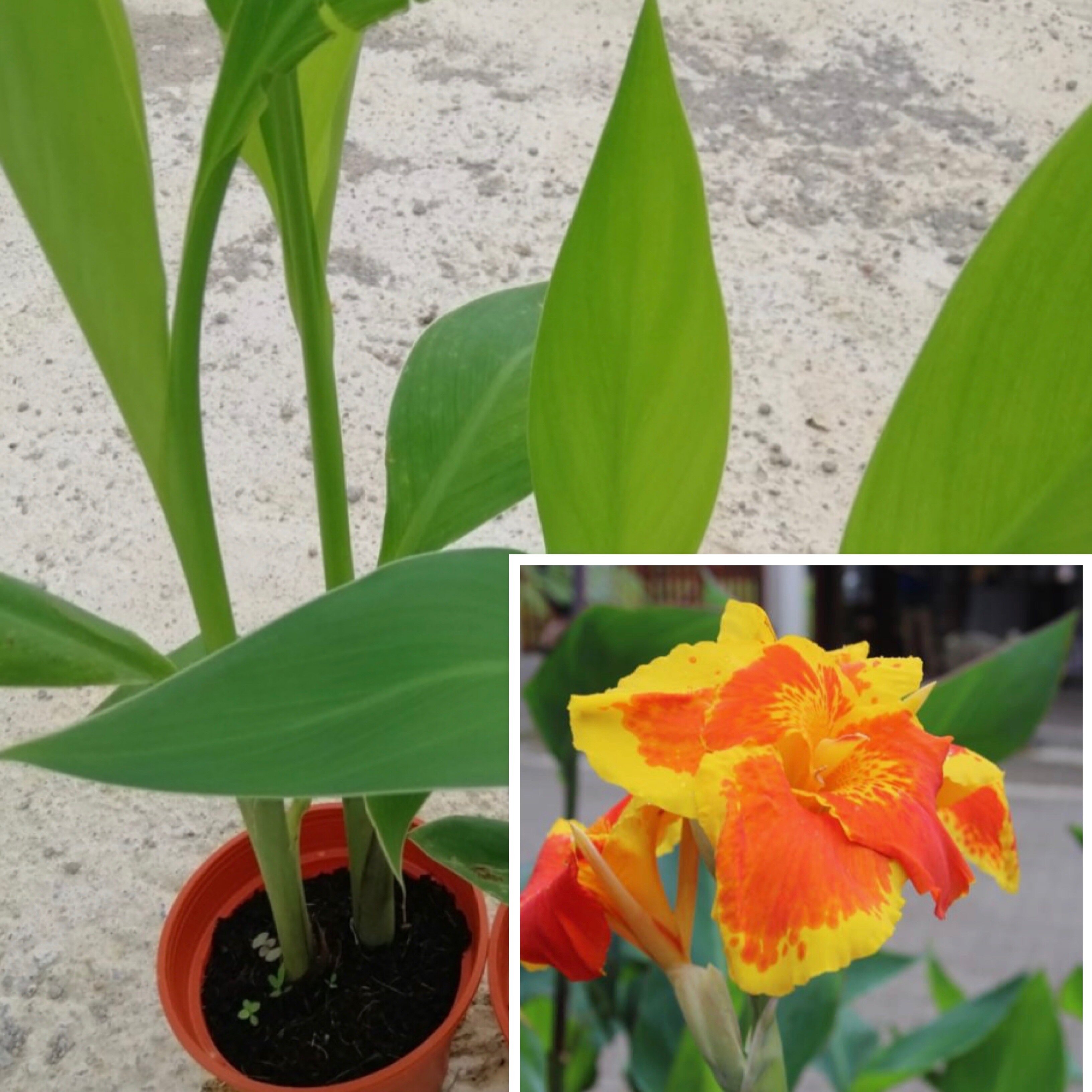 Canna Lily Tropicana Cleopatra Indica Pokok Bunga Tasbih hiasan hidup ...
