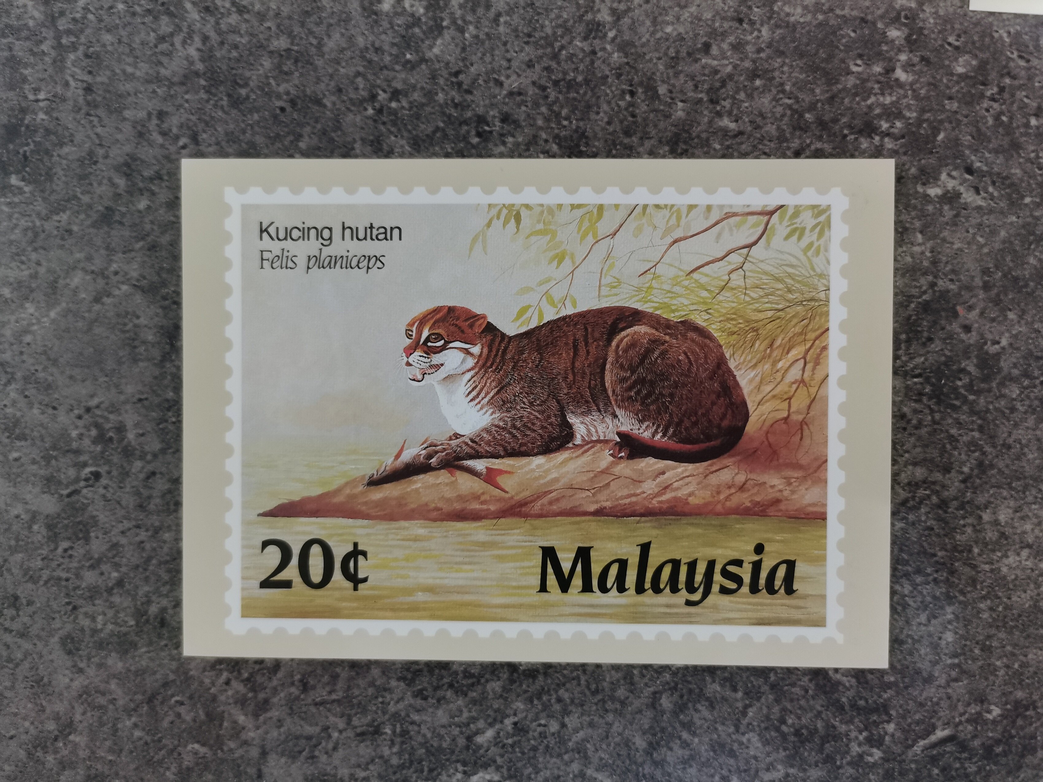 1987 Post Office Stamp Card - Felis Planiceps / 1987 Kad Setem Pejabat ...
