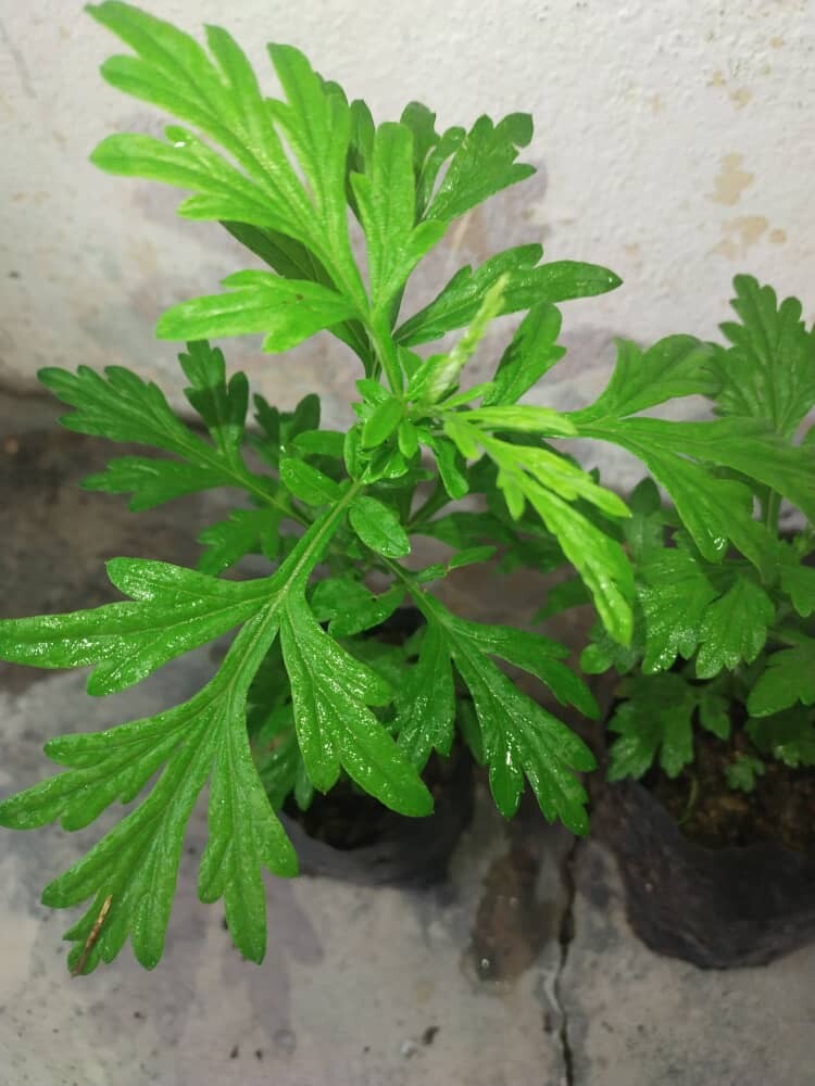 LIVE PLANT-MACHIPATRI/INDIAN WORMWOOD/MACHI PATRAM | Lazada