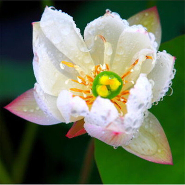 5Pcs Bowl Lotus Flower Seeds Water Lily Home Garden Plants Multi-Color ...