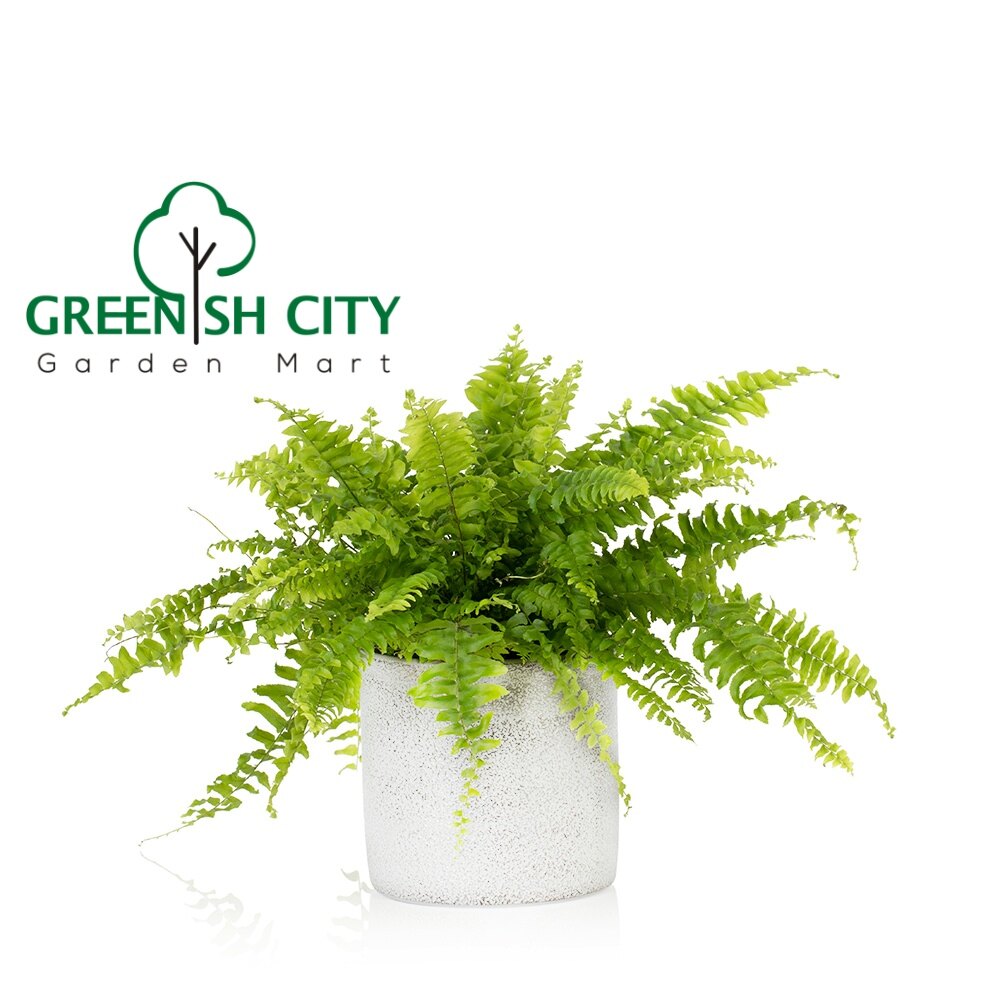 GNC - Sword Fern Boston Fern Live Plant Pokok Paku Pakis 波士頓腎蕨 | Lazada