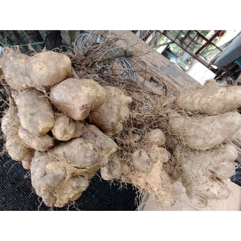 2kg Ubi itik / ubi badak /potato/ubi | Lazada