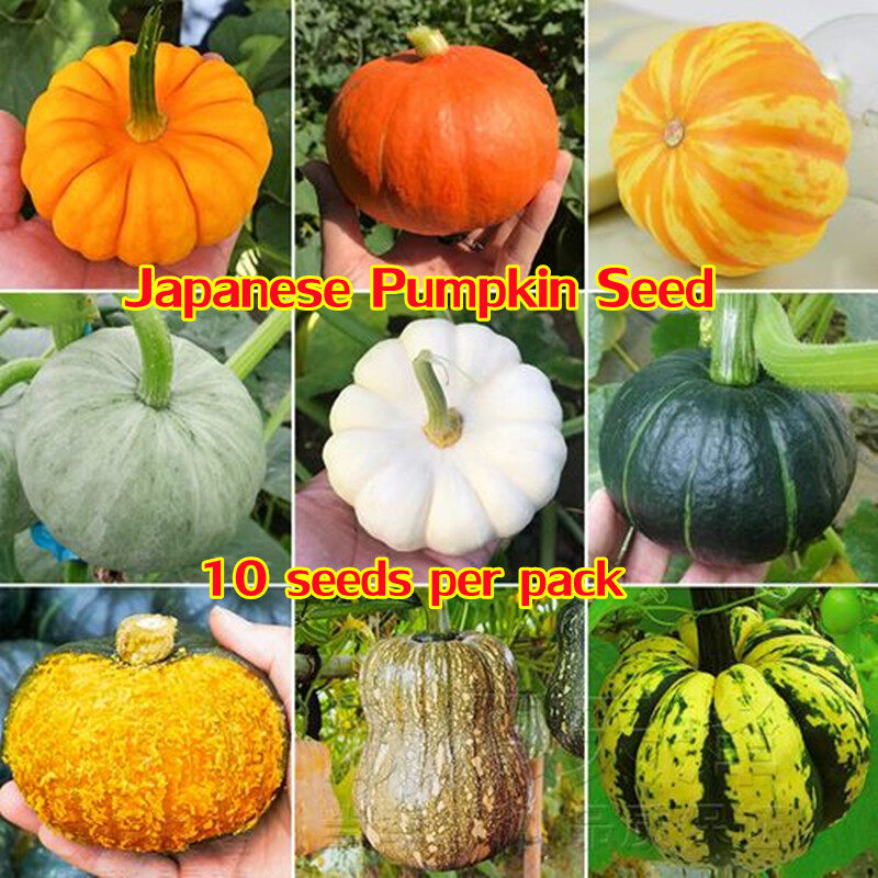 [Fast Delivery] 100% Authentic Japanese Pumpkin Seeds (10 Seeds ) Benih ...