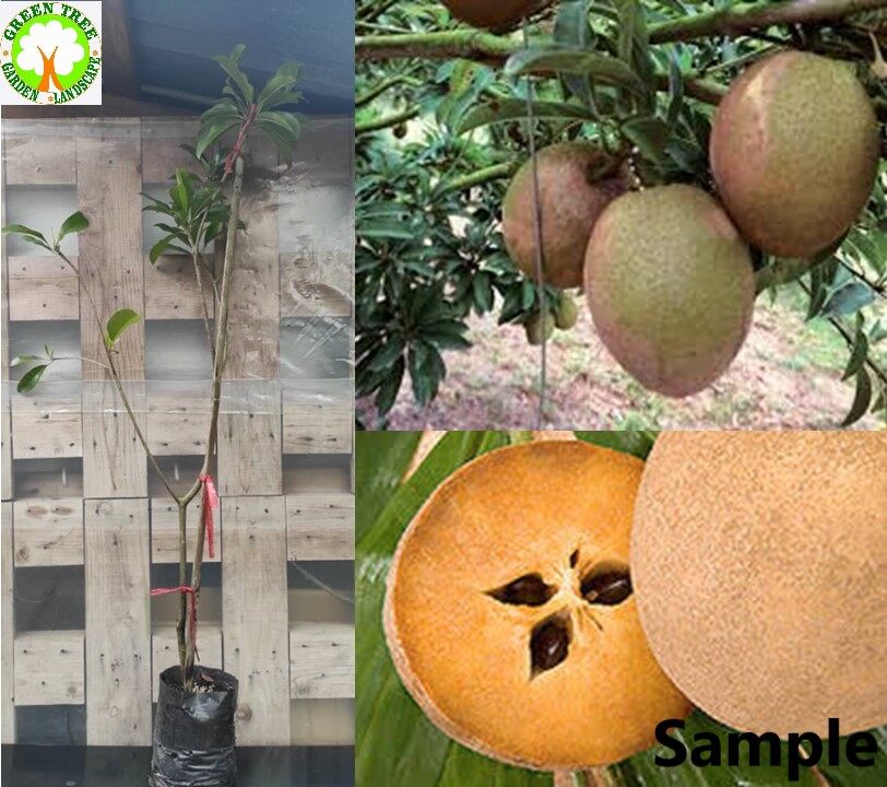 Fruit Tree - Sapodilla / Anak Pokok Ciku Mega 人心果 仁心果 / Pokok sudah ...