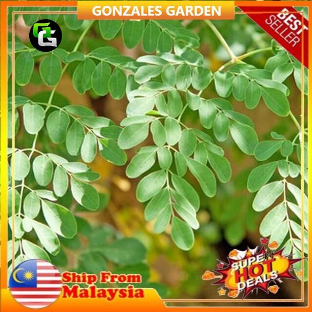 Anak Pokok Kelor Munggai Murungai Moringa Oleifera | Lazada