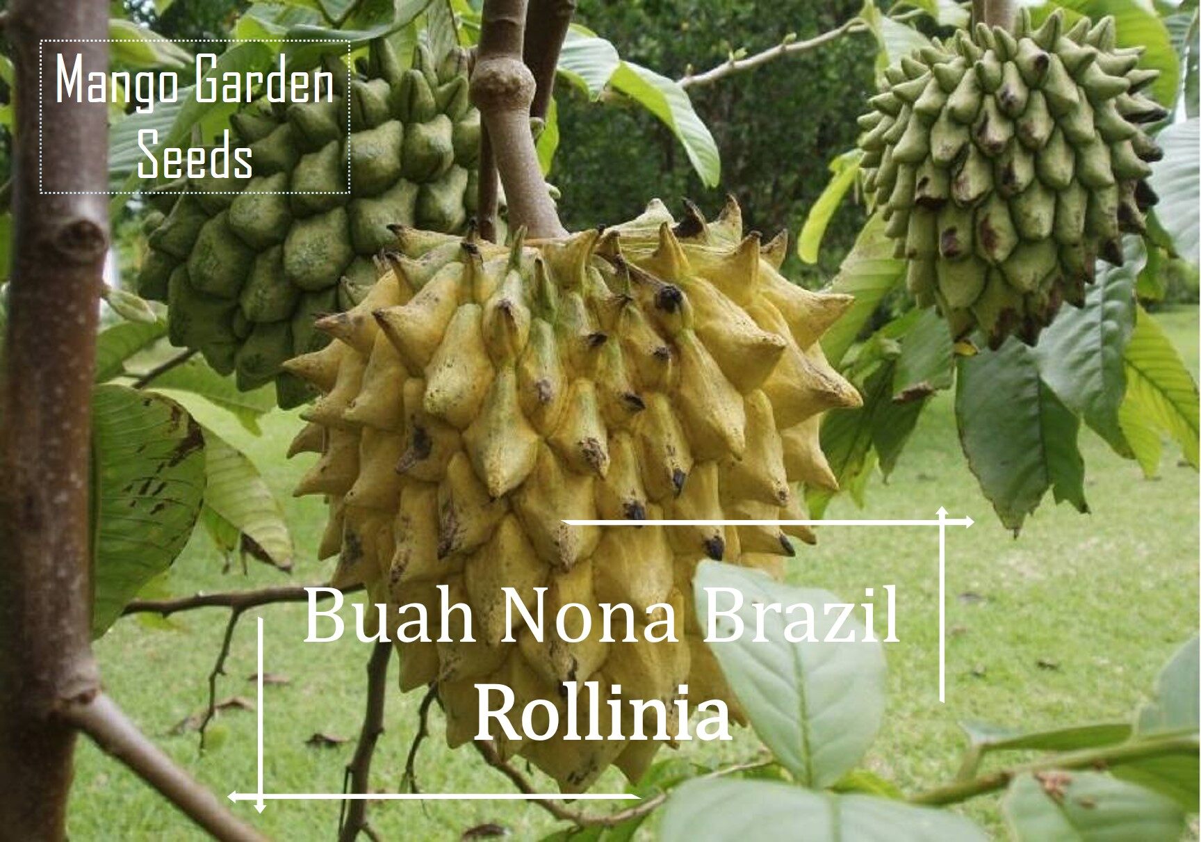 *Rare* Yellow Custard Apple Rollinia Fruits Seeds - 5 Seed *Big Pot ...