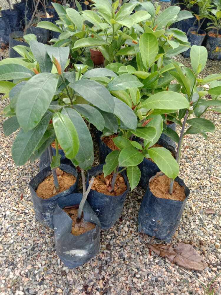 POKOK CEMPEDAK KING | Lazada