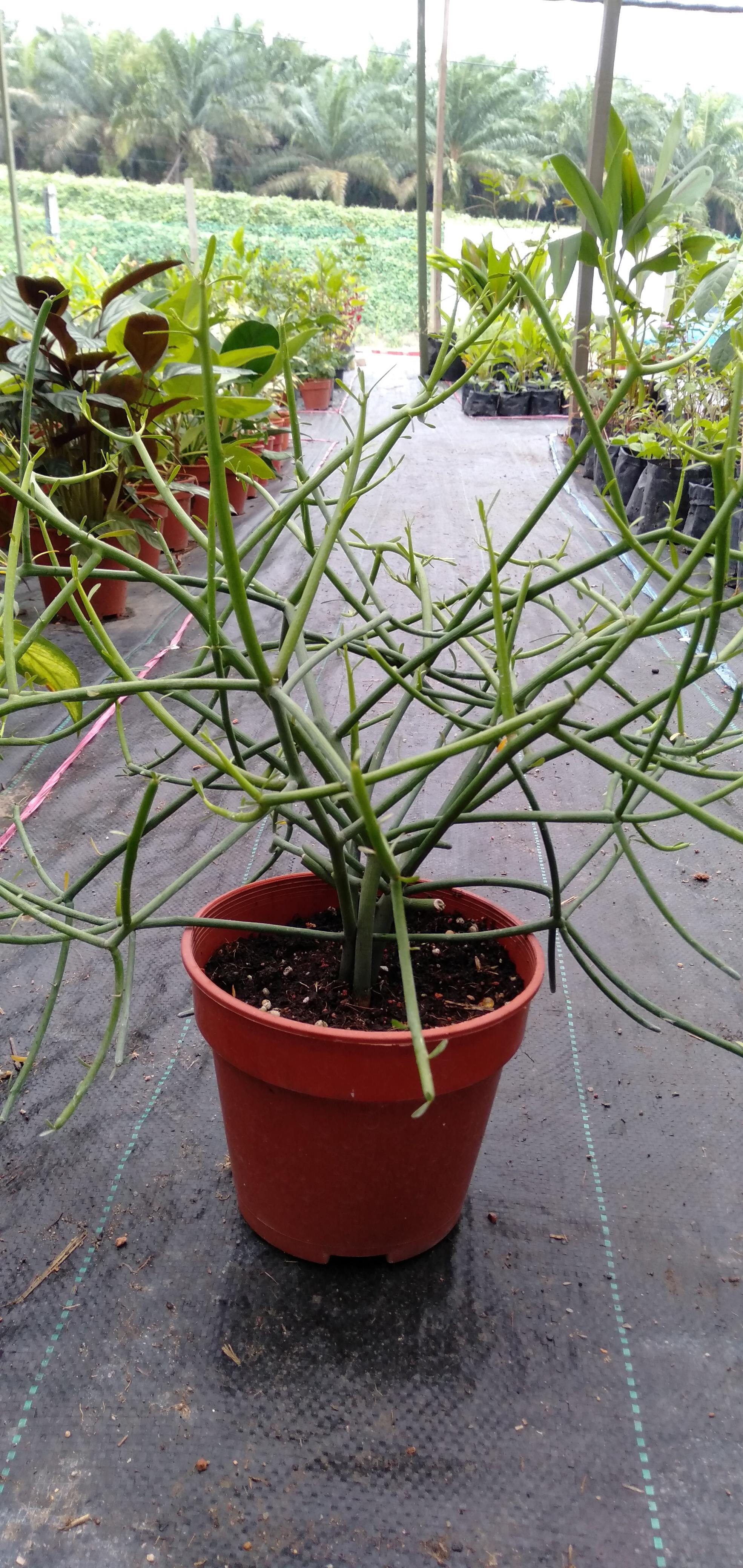 MDC- Pencil cactus sapling / Anak pokok Tetulang ( euphorbia tirucalli ...