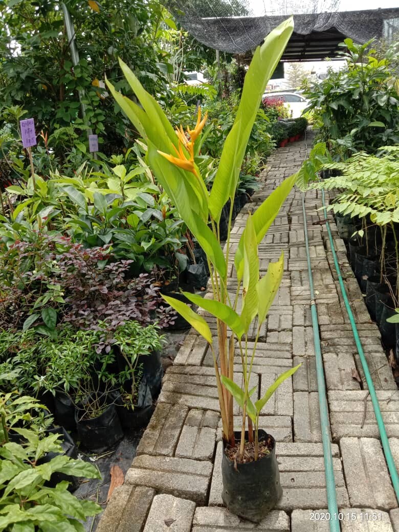 MDC- Yellow Heliconia Live Plant / Pokok Heliconia Bunga Kuning | Lazada