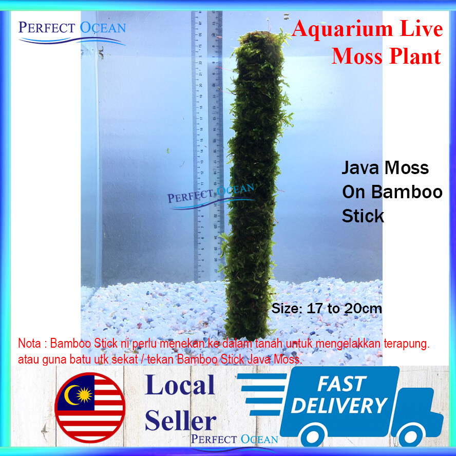 Moss (Bag) Christmas/Flame/ Java Moss Bamboo Stick Aquarium Water Plant ...