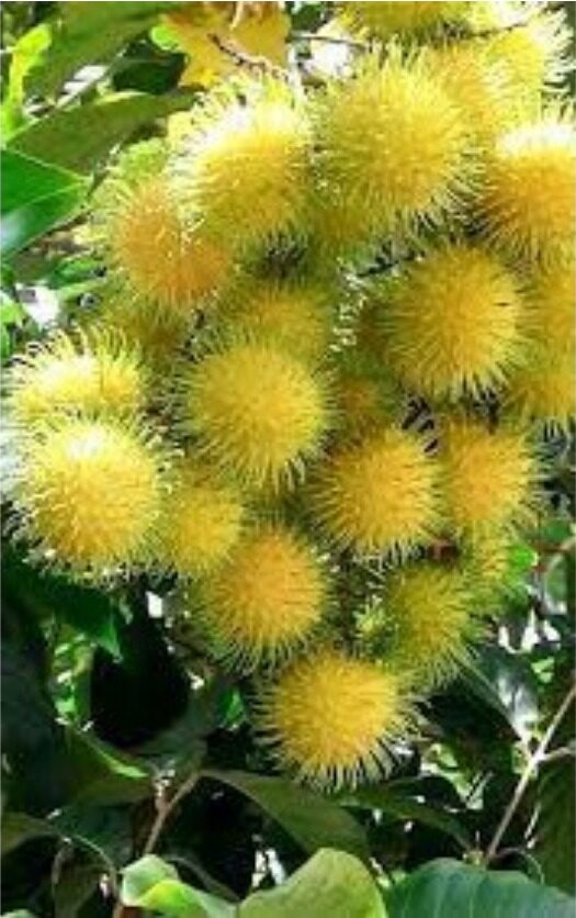 【GW】Anak Pokok Rambutan Gading 100% Hybrid | Lazada
