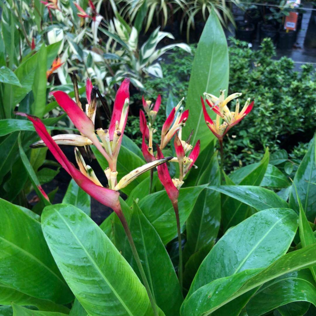MM- Heliconia psittacorum Sapling 'Lady Di' / Anak Pokok Heliconia ...