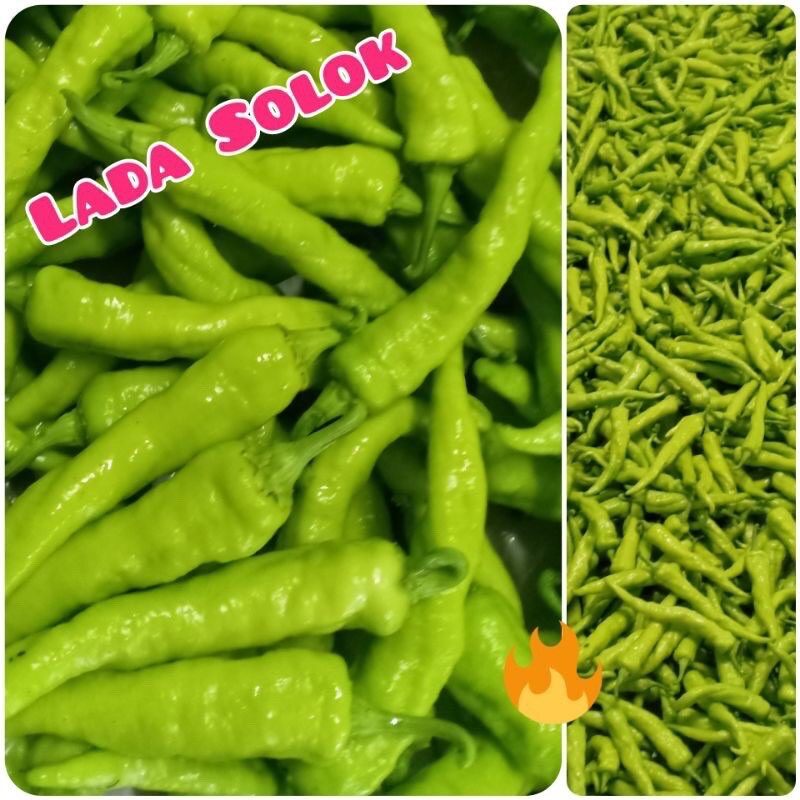 LADA SOLOK SEGAR DARI LADANG KELANTAN (KUALITI DIJAMIN) | KEBUN SENDIRI ...