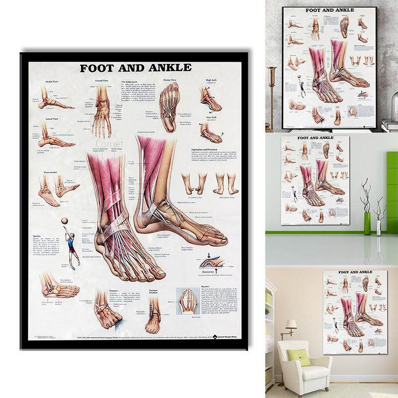 Human Body Chart Anatomy Foot And Ankle Poster Anatomical Chart Human ...