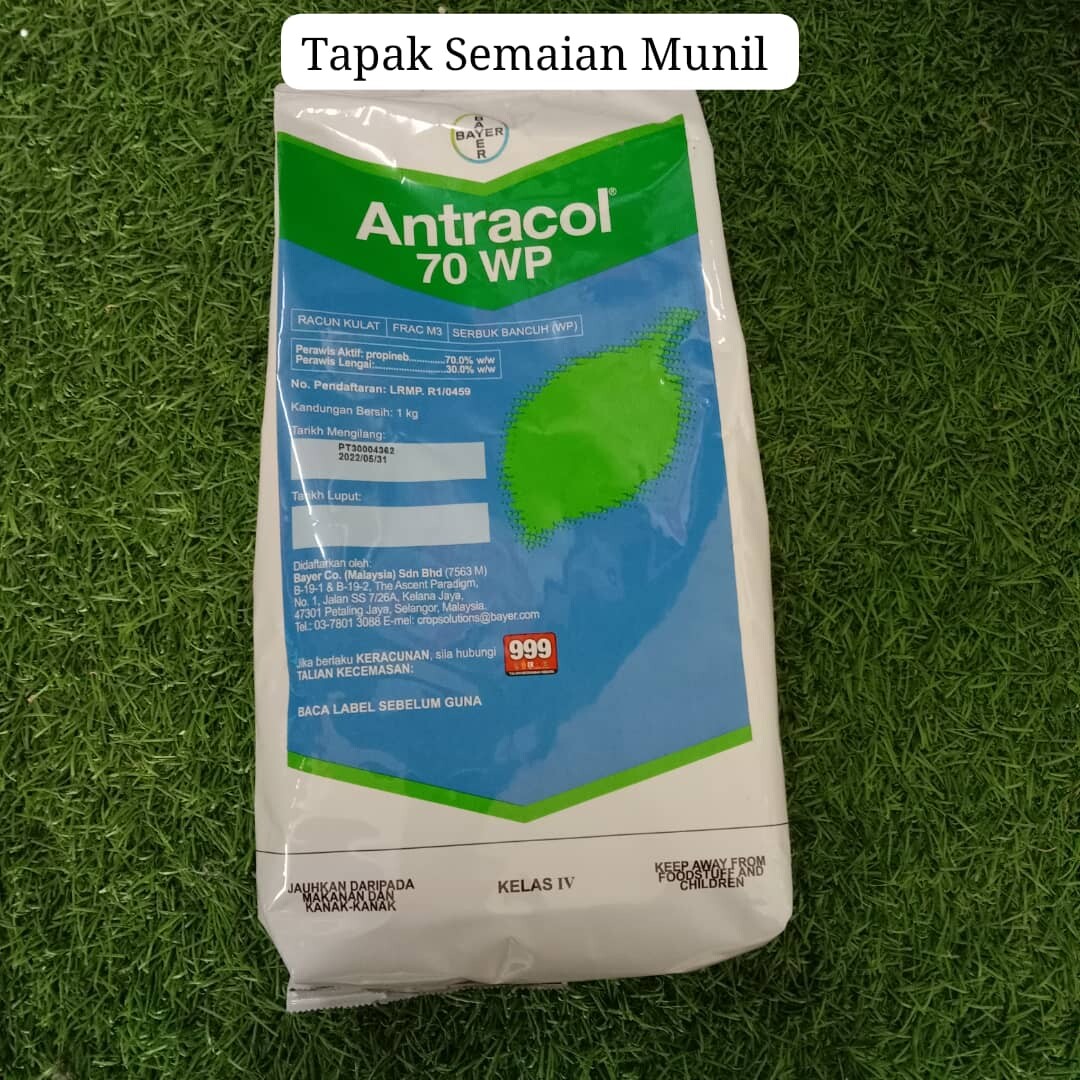 ANTRACOL 70 WP 1KG racun kulat | Lazada