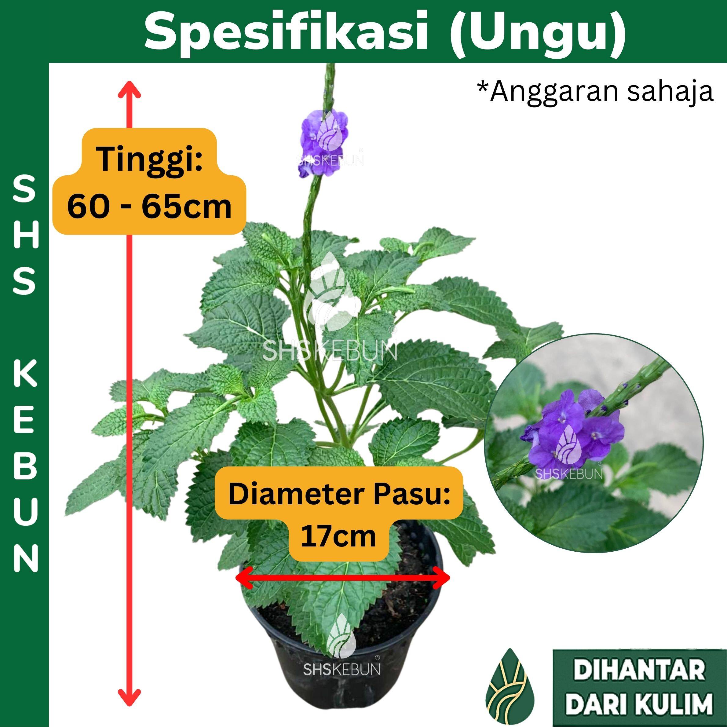 Pokok Pecut Kuda Pokok Gastrik Bunga Putih Ungu Pokok Herba ...