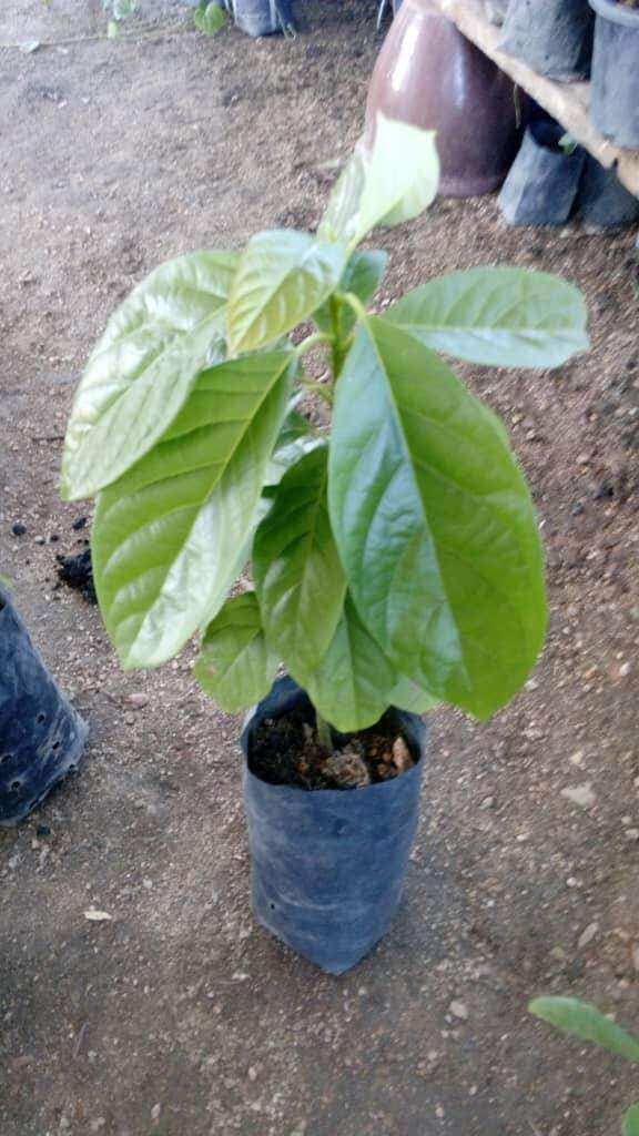 MDC- Avocado Plant Seedling (booth 7) Anak Pokok Tanaman Benih Garden ...