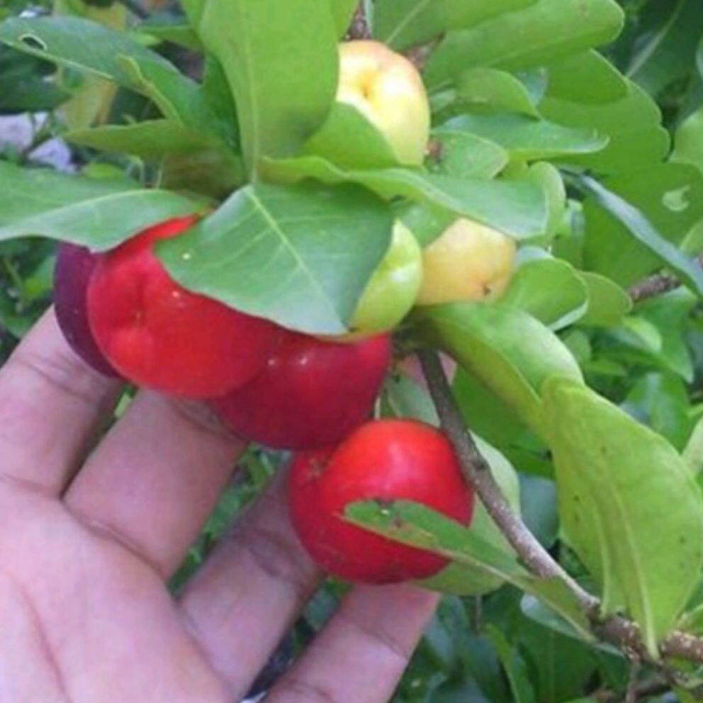 ANAK POKOK CHERRY BARBADOS | Lazada