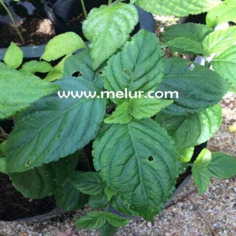 MM- Anak Pokok Nilam Pandan / nilam sekapur / nilam sabun / Anak Pokok ...