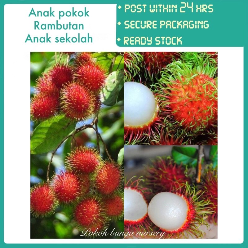 PBN - anak pokok rambutan anak sekolah - pokok bunga nursery fruit ...