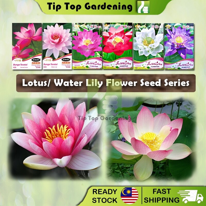 【EXPIRED】BIJI BENIH Lotus/ Waterlily Flower Species Seed Series Biji ...