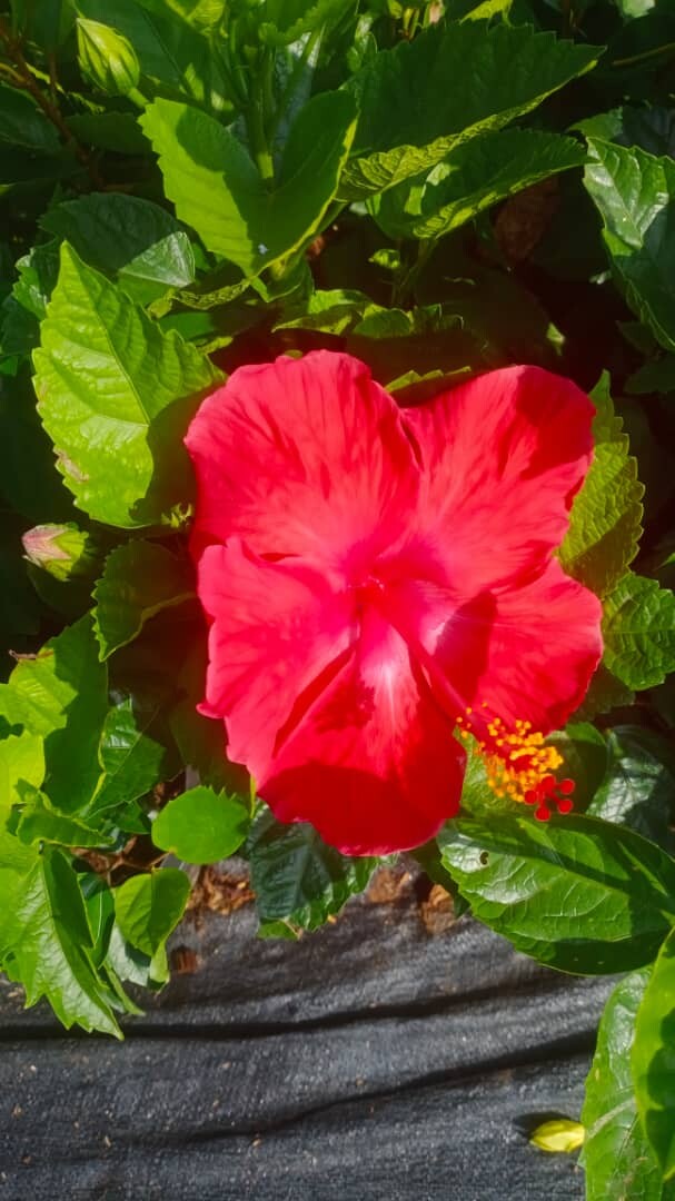 POKOK BUNGA RAYA MERAH | Lazada