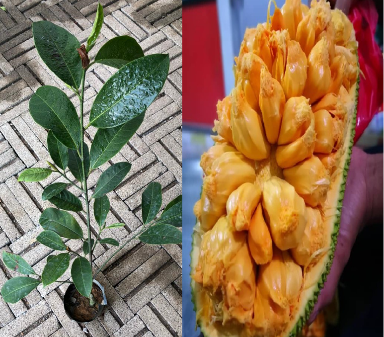 MDC- Anak Pokok Cempedak Champion / Cempedak King | Lazada
