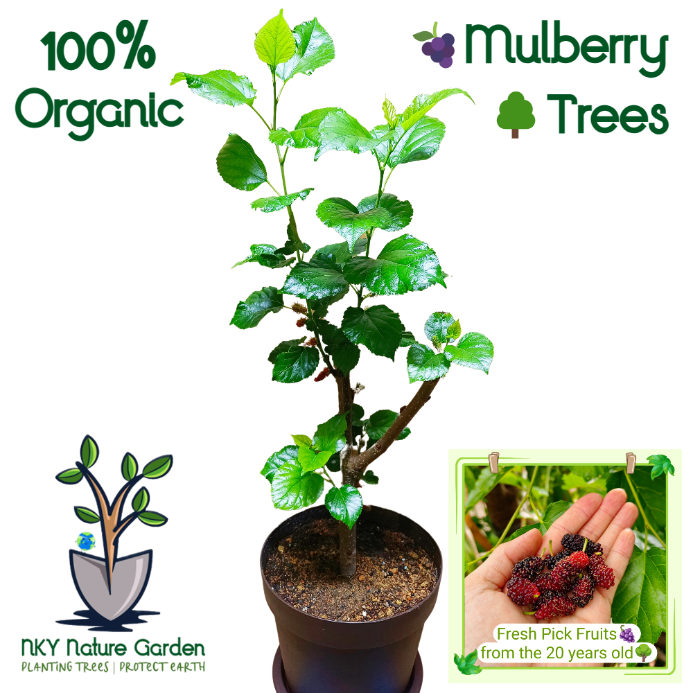 🍇🌳Mulberries Tree | Anak Pokok Mulberry | 桑树 | Organic Mulberry Plant ...