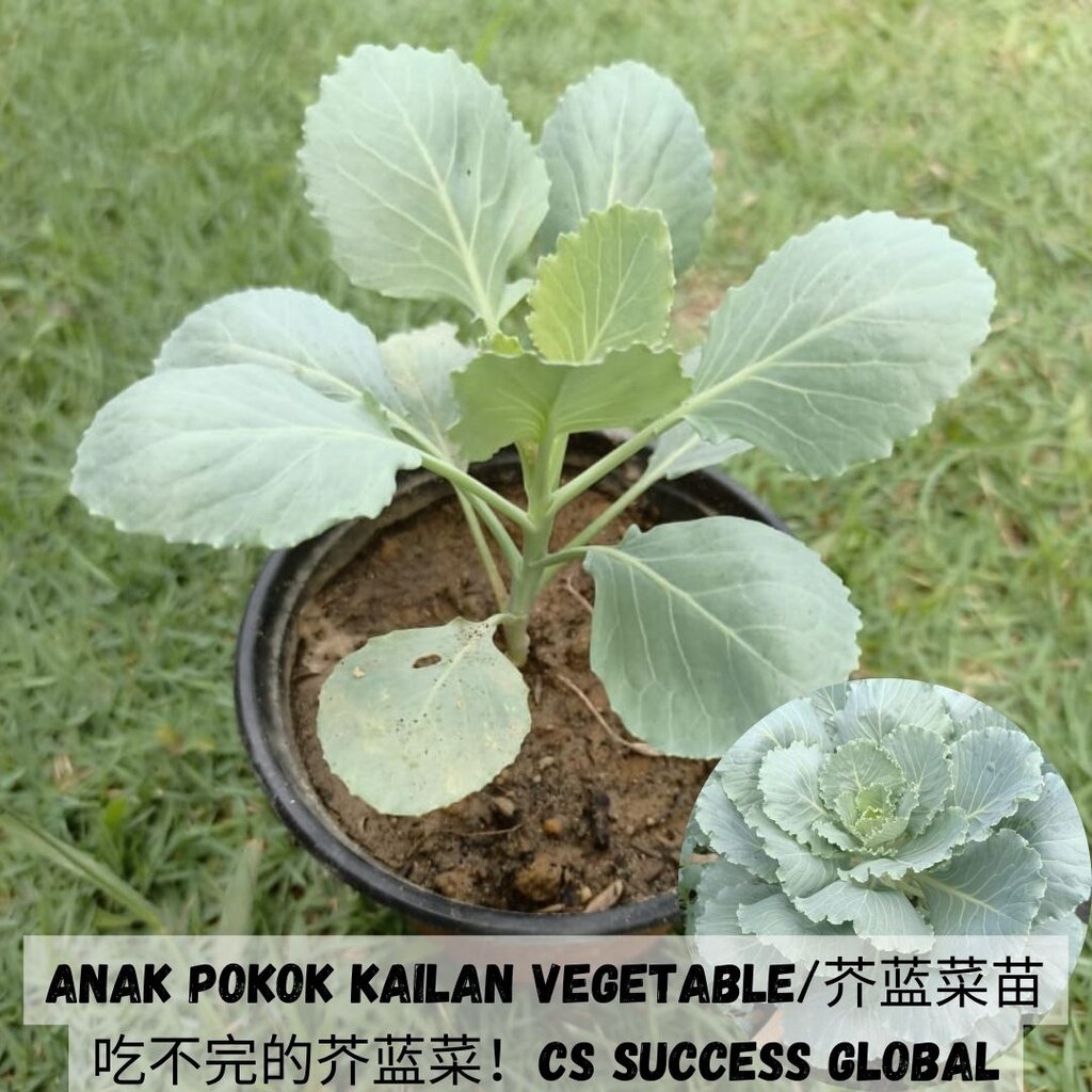 🔥Hot Product🔥 Anak Pokok Kailan Vegetable With Pot/芥蓝菜苗 | Lazada