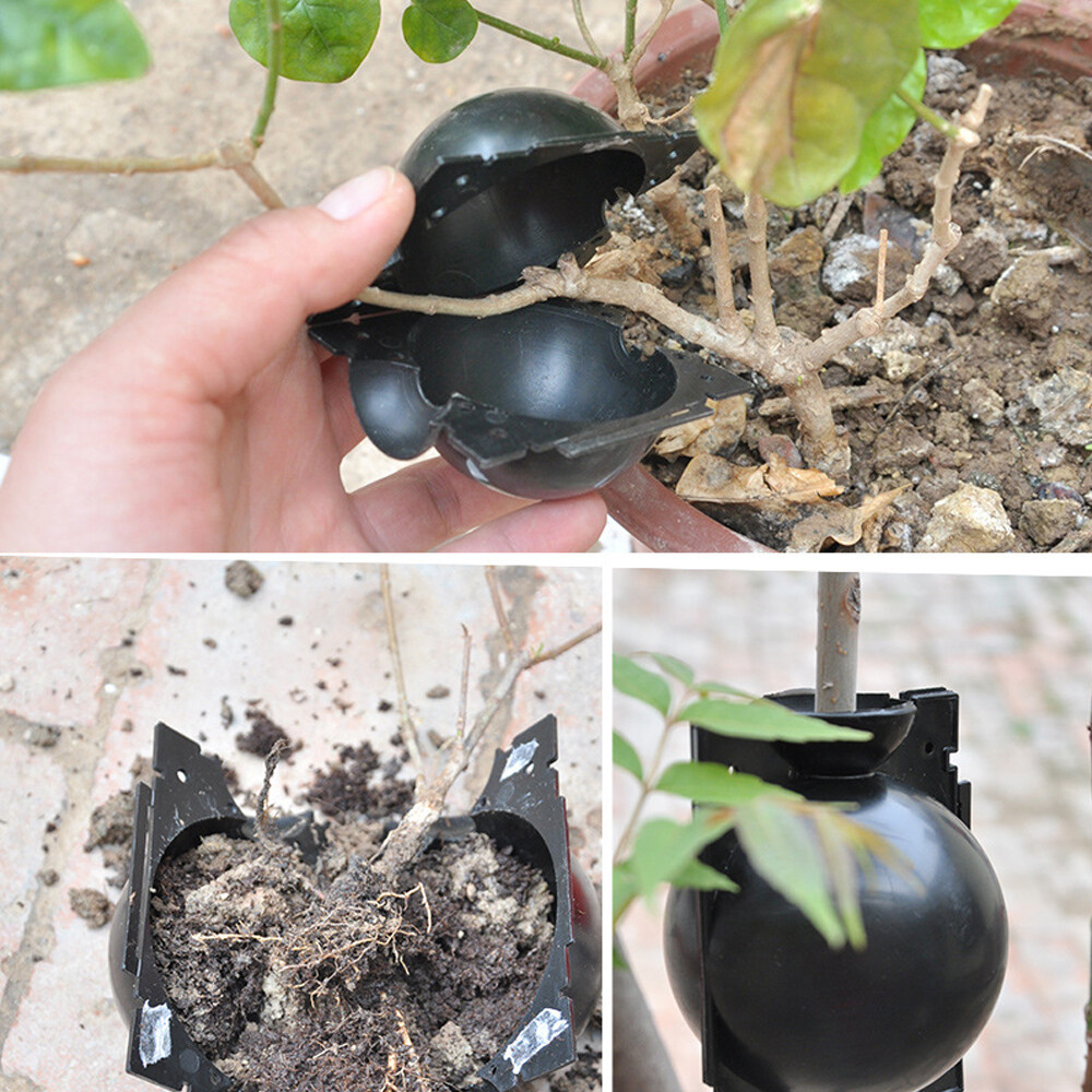 Noon-Home Plant Root Growing Box Grafting Ball Breeding Case Gardening ...