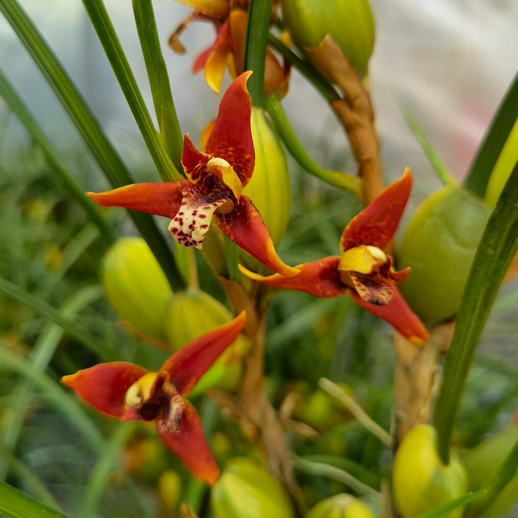 [ Fragrant ] Maxillaria tenuifolia “Variegated” Coconut Orchid | (It's ...