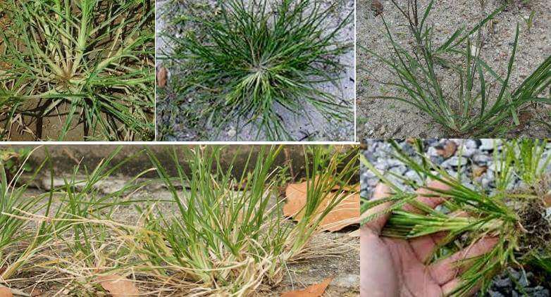 Racun rumput sambau rumput liar Racun Nufarm Diuron 1L | Lazada