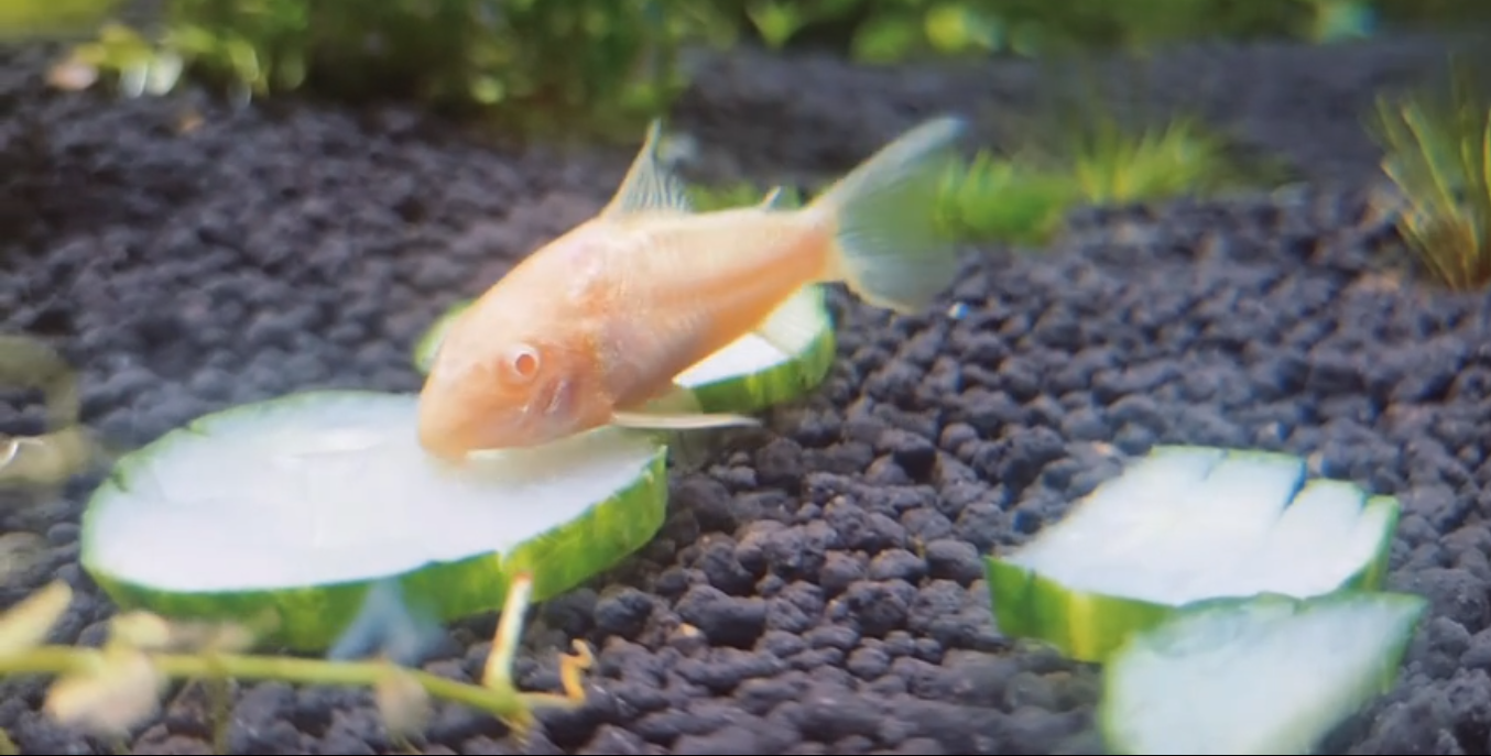 Albino white corydoras/corydoras catfish/algae eater/白鼠鱼/白玉鼠/清道夫鱼 | Lazada