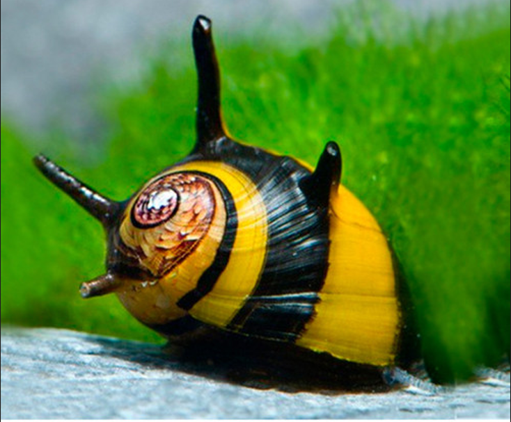 bumblebee horn snail /algae eater/ 蜜蜂角螺 0.5-1 cm | Lazada