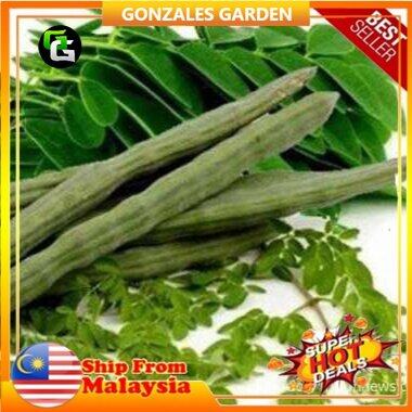 Anak Pokok Kelor Munggai Murungai Moringa Oleifera Senang Tumbuh | Lazada