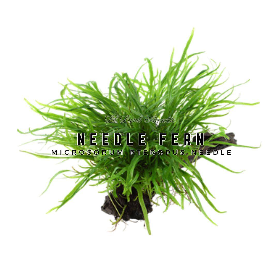 [Aquatic Plant] Microsorum Pteropus Needle Leaf Fern Low Tech No CO2 ...
