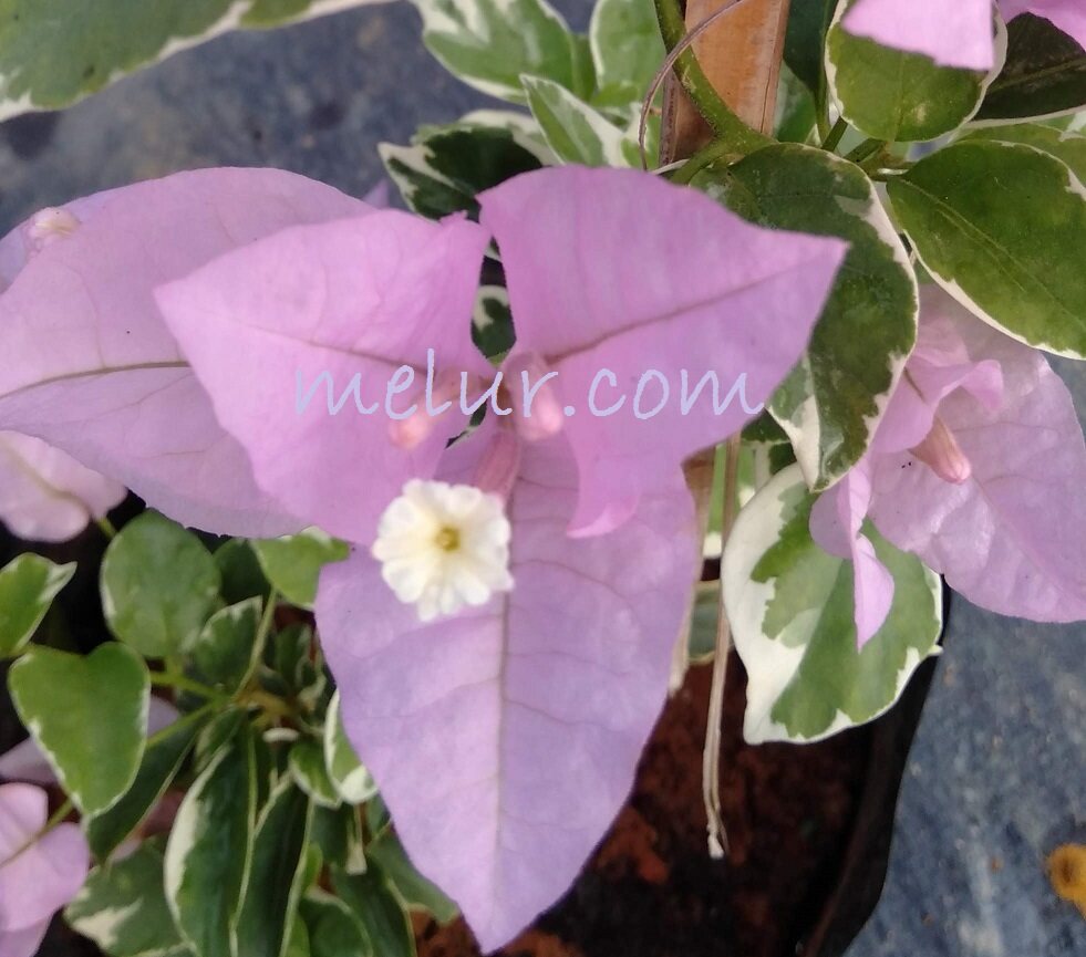MM- 'Mrs Eva Variegata Purple' Bougainvillea Sappling / Bunga kertas 'Mrs Eva Variegata Purple ...
