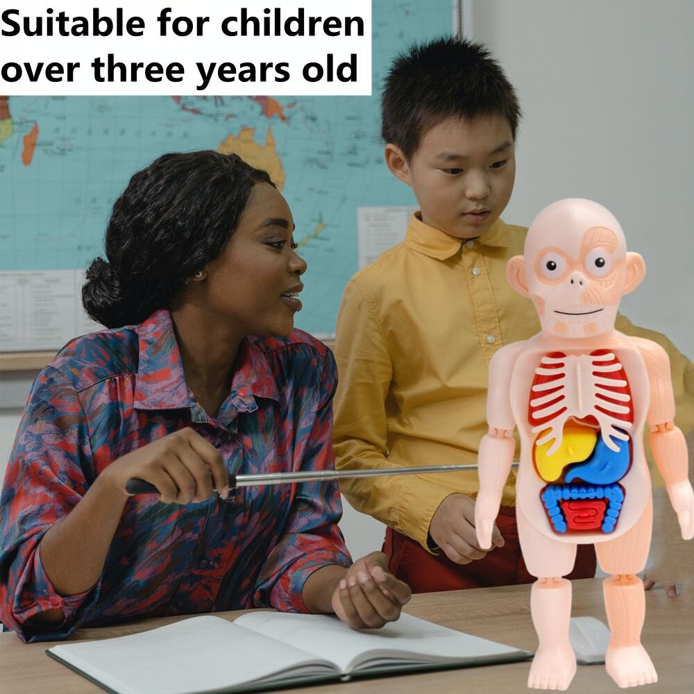 NEW Developmental Toy Plastic DIY Human Body Model Human Organ Model 3D ...