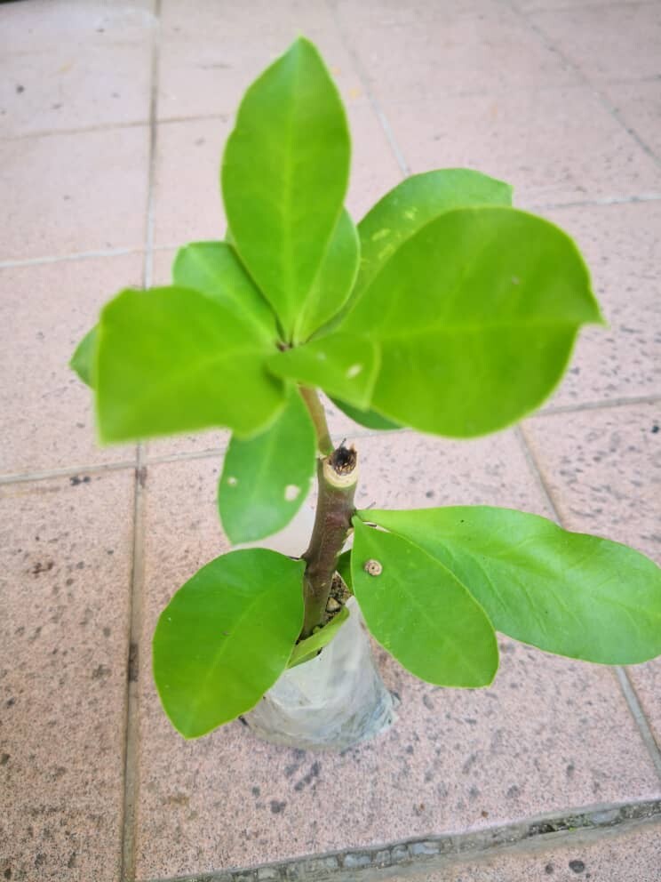Anak Pokok Jarum Tujuh Pilah /Keratan Batang 七星针树苗/ 枝条 | Lazada
