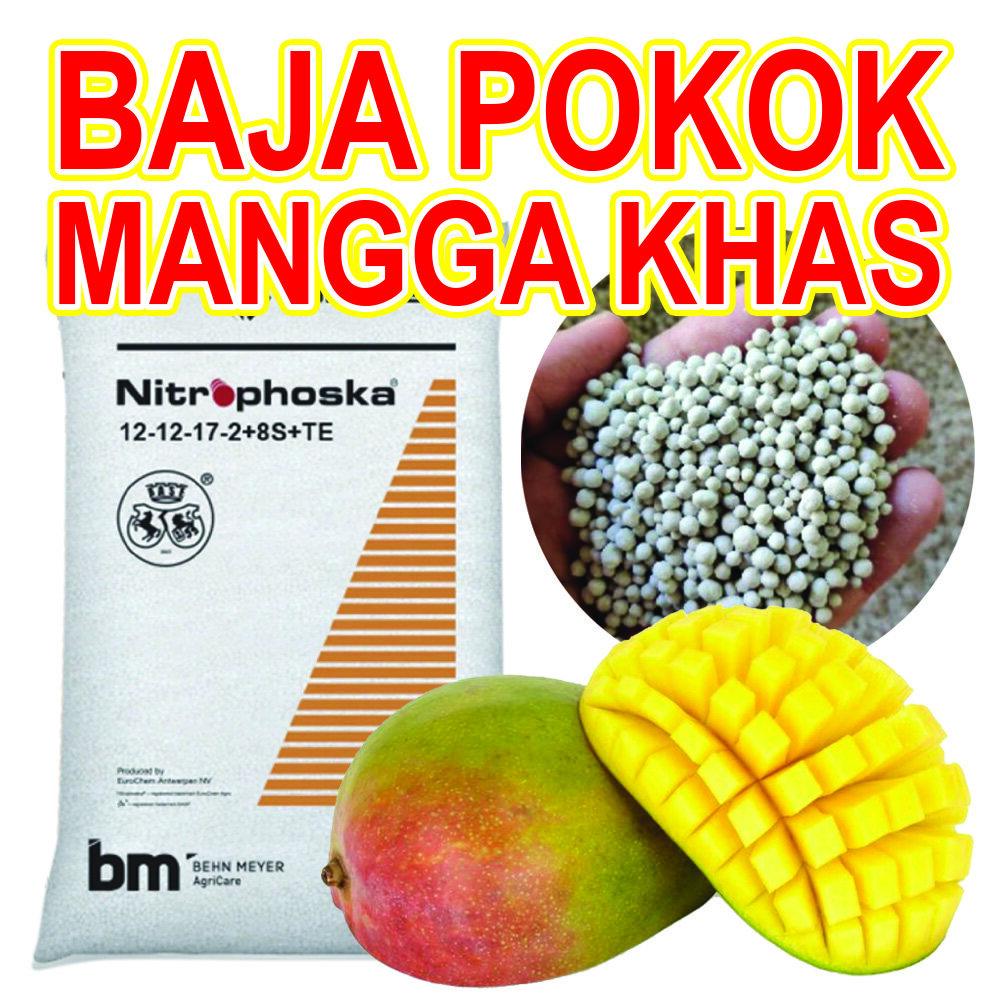 Baja Pokok Mangga Mempelam Kuini Untuk Berbunga Lebat Berbuah Lebat ...