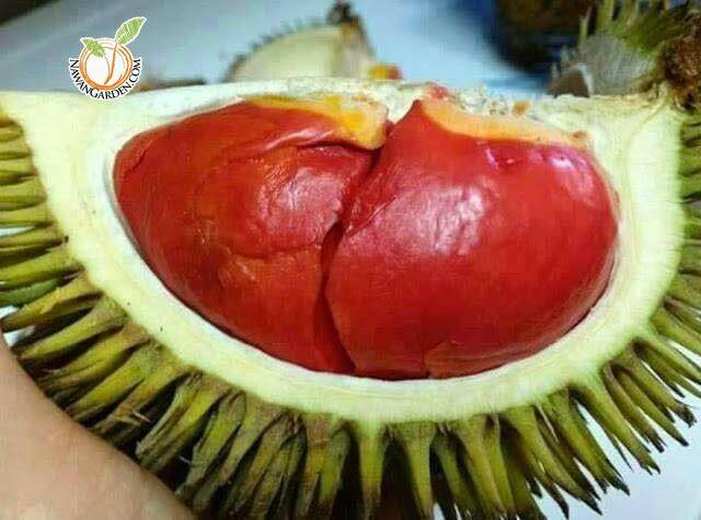 Buah Durian Merah