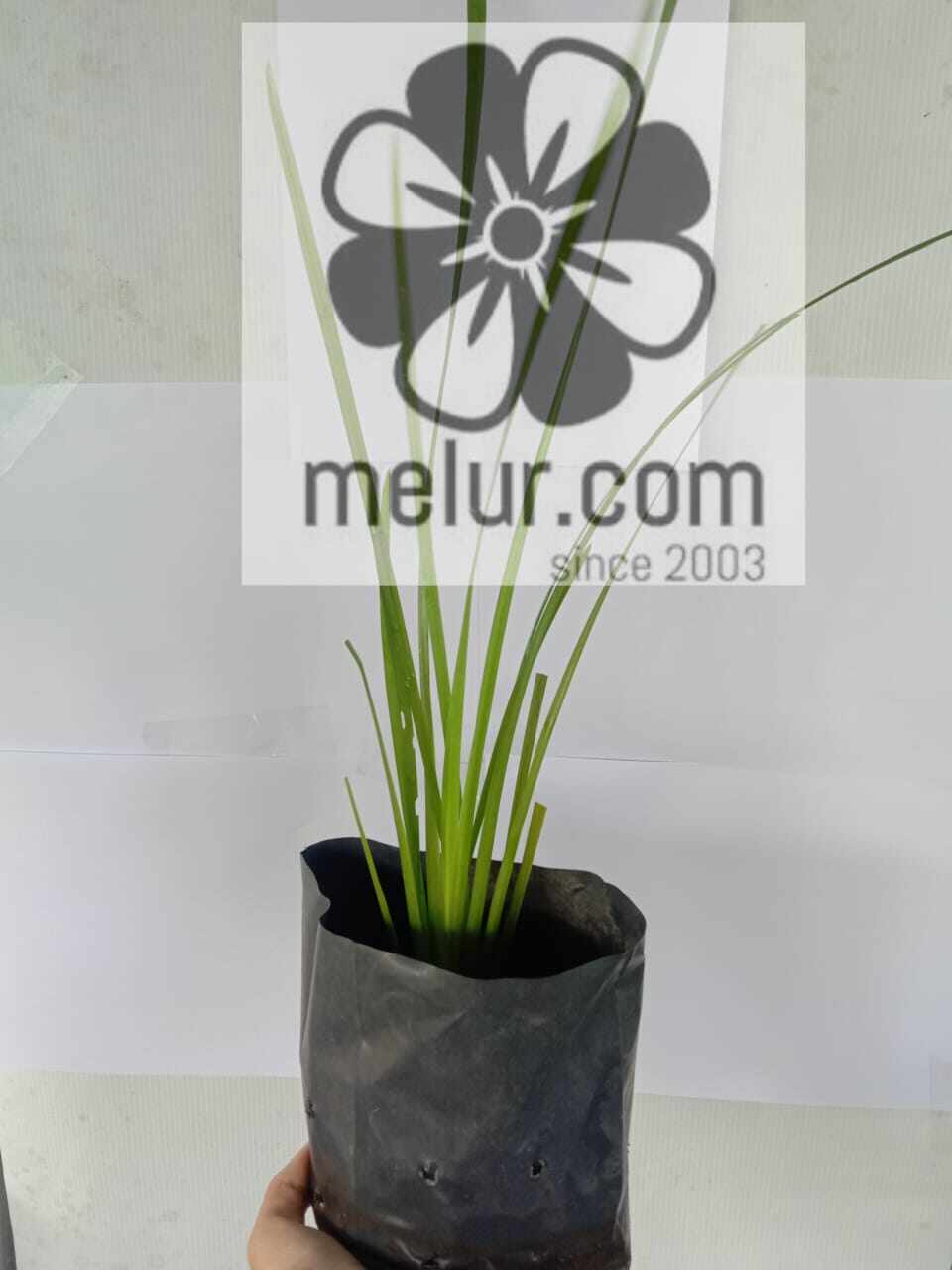 MDC- [ Herba ] ANAK POKOK Jerangau / Sweet flag sapling | Lazada
