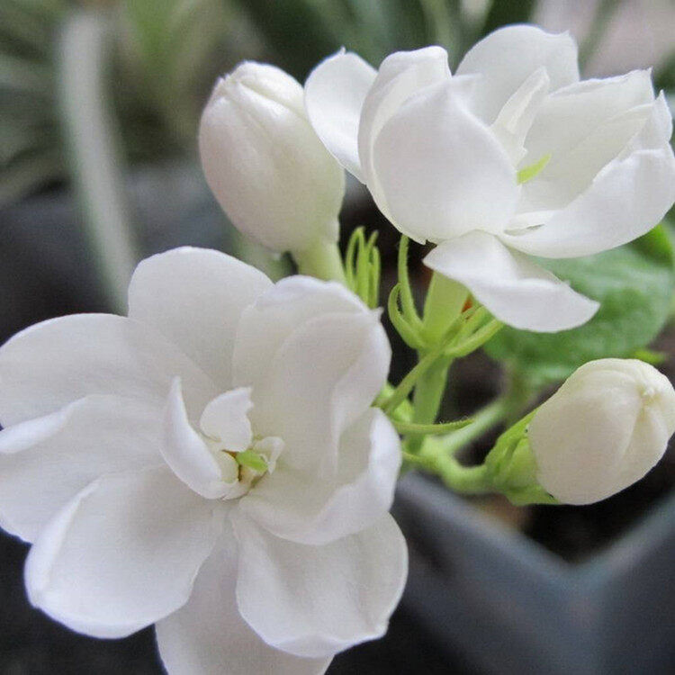 Jasmine Seeds Edible Jasmine Seedlings Flowers Can Make Tea Balcony ...