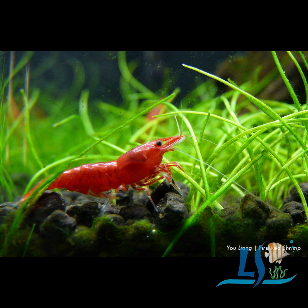 Fire red shrimp neocaridina 5 piece by LS Group | Lazada
