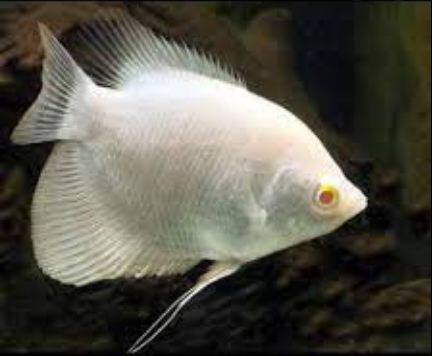 kaloi emas mata merah/Golden Giant red eyes Gourami/红眼金加雷 3.5 inch | Lazada